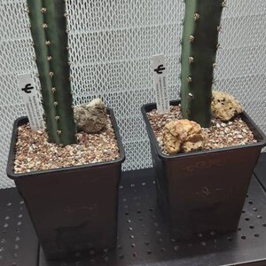 Euphorbia Bougheyi ribbon Cactus - Etsy