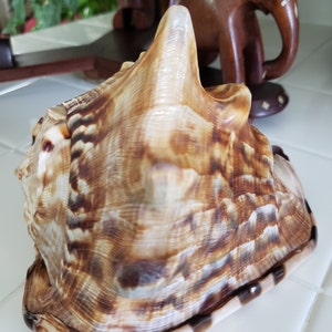 110.6 Beautiful Siratus Alabaster ALABASTER MUREX Seashell - Etsy