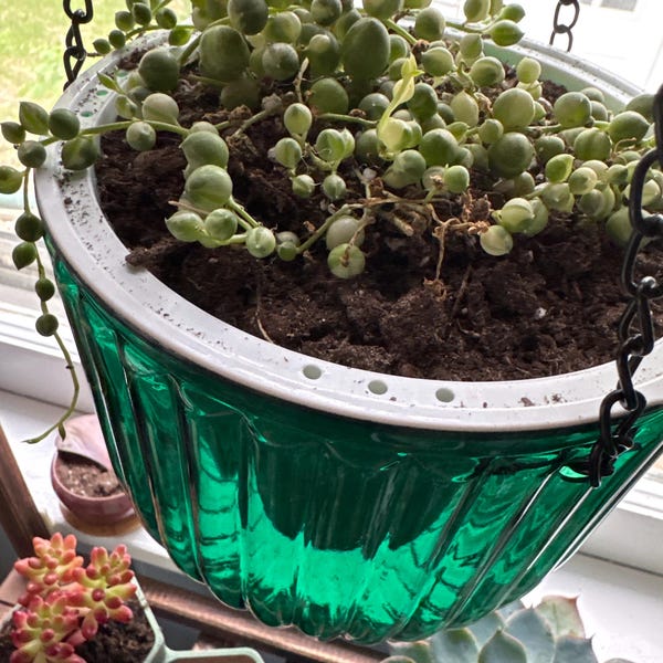 Crassula Muscosa Watch Chain Succulents Plants - 2 Inch Pot - Etsy