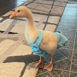 Leashes for Chicken / Duck Diapers | Etsy