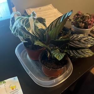 Calathea Burle Marxii 4 Inch Fishbone Prayer Plant Ctenanthe - Etsy