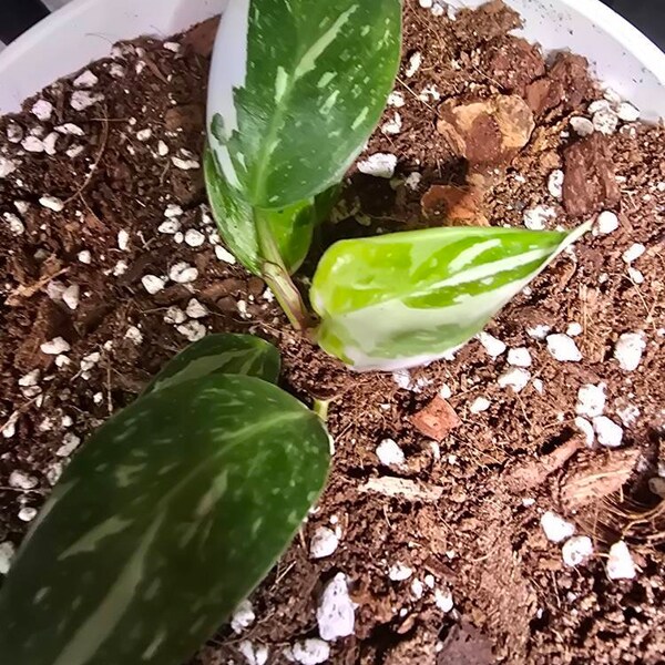 Peperomia Incana, Felted Peperomia, Fuzzy, Soft Hairy Leaves. Fast ...