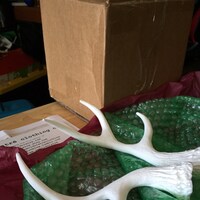 Unpainted 6 Point Antlers - Etsy