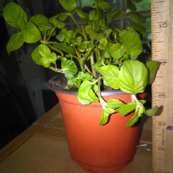 Wild Huckleberry 100 Seeds Wildlife Food - Etsy