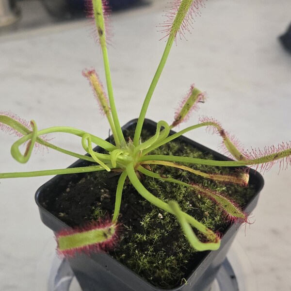 Soil Mix for Drosera, Venus Flytrap, and Sarracenias - Etsy