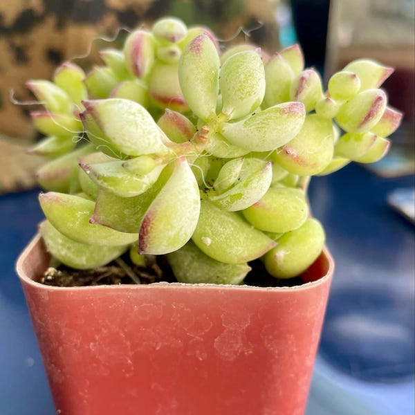 Cotyledon Pendens, Trailing Succulent, Small Live Plant in 2", 4", 6 ...