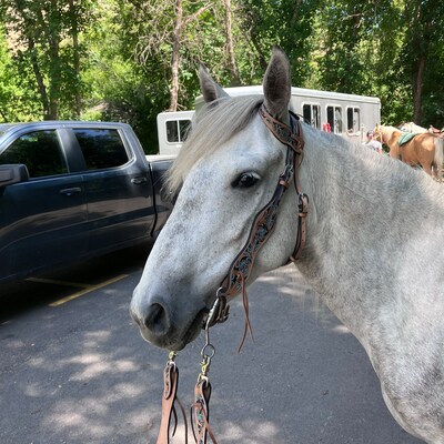 Belt Style Turquoise Buckstitch Split Ear Headstall Activeleather ...