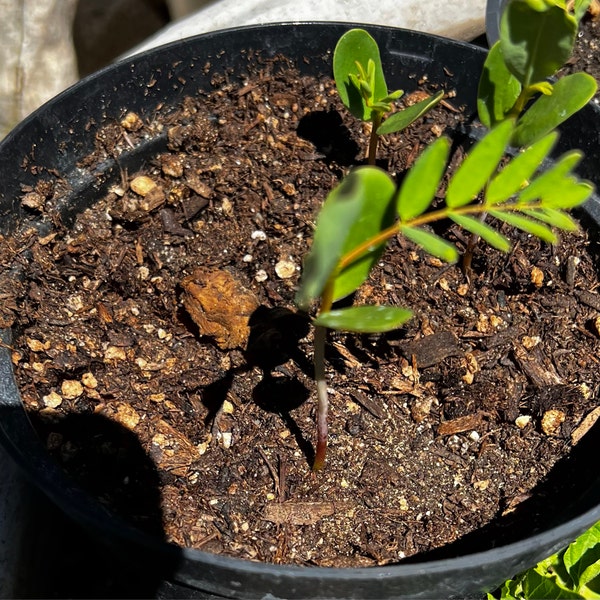 Red Hummingbird Tree Seeds, Edible Flowers, Pods and Leaves, Sesbania ...