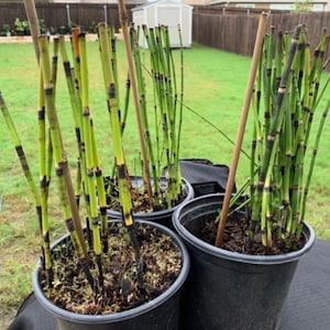 Horsetail Reed, Equisetum Hyemale, Horsetail Reed Grass, Horsetail Reed ...