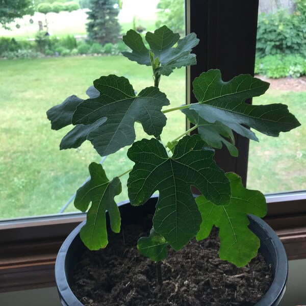 Ischia Fig Tree Ficus Carica Live Starter Plant 6 to 8 Inch Fig Plant Sweet as Sugar Fruit Baby ...