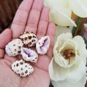 Paper Fig Shell 5 1 Piece | Etsy