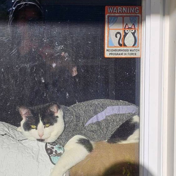 No Soliciting Sign Window Cling Goth violators Will Be Sacrificed ...