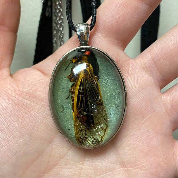 Brood X Cicada, Cicada Paperweight, Cicada Memorabilia, Resin Cicadas ...