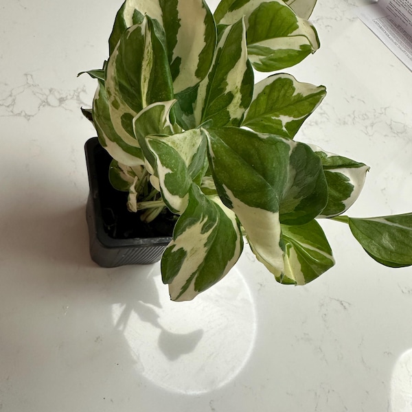 Pothos Champs Elysees - Teruno Pothos - Japanese Pothos - Terunoworld ...