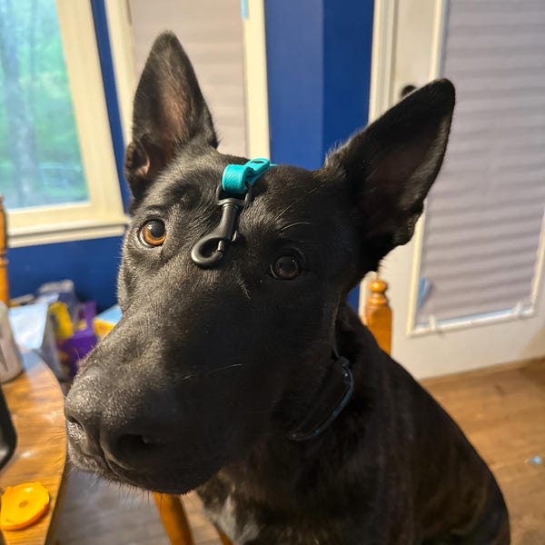 The Vera Bling Biothane® Collar | Beta Biothane® Collar | Gemstone ...