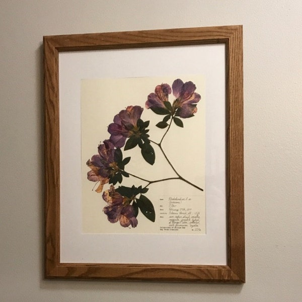 Azalea Print; Pressed Plant Art Modern Decor Botanical Print Pressed ...