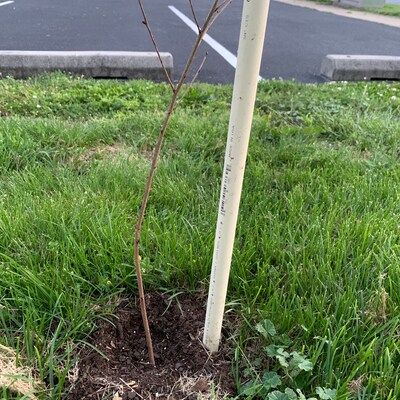 Physocarpus Opulifolius Ninebark 'nugget' Chartreuse Yellow Flowering ...