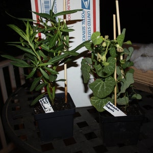 Variegated Spiral Ginger Costus Arabicus Variegatus - Etsy