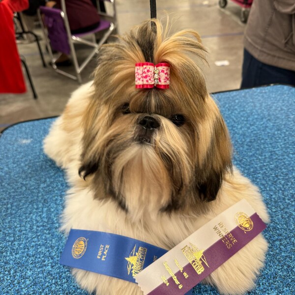 Dog Bows and More "stunning in Red" Shih Tzu, Yorkshire Terrier, Biewer ...