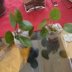 Buttercup, Ranunculus Acris, Meadow Buttercup Seeds - Etsy UK