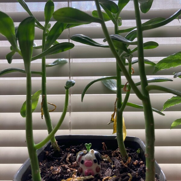 Handmade Clay Frog Perpetual Calendar: Whimsical Flower Desk Decor ...