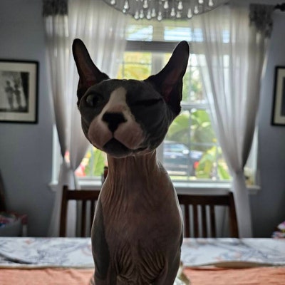 Kotomoda Shower Caps for Sphynx Cats and Small Pets 20pcs in a Tin Box ...