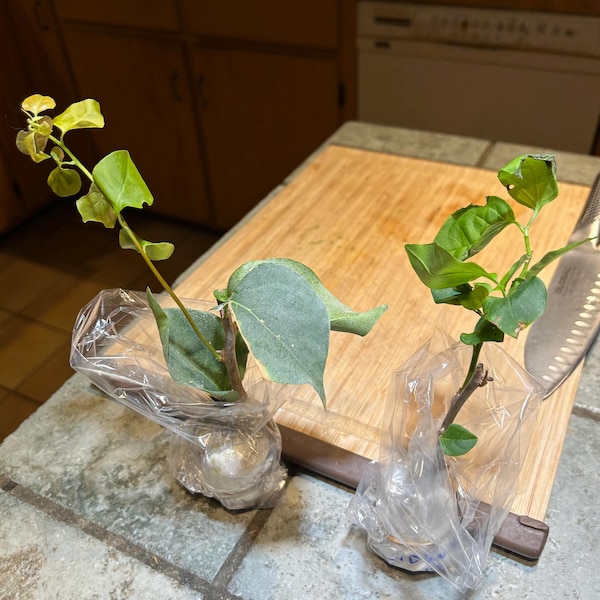 Live Angel Wing Begonia medora Starter Plant USA SELLER - Etsy