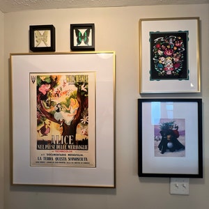 Preserved Scarab Beetle Anatomy Taxidermy Display - Etsy