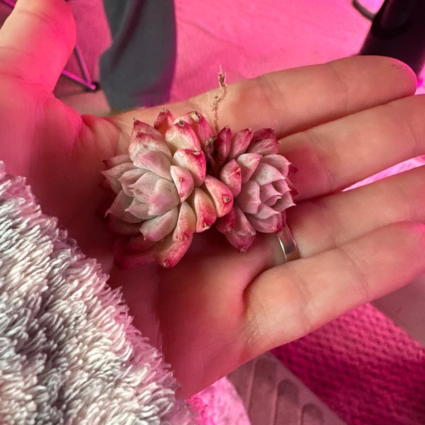 Rare Succulent - Echeveria Maigan Hybrid (mini Plant) - Etsy