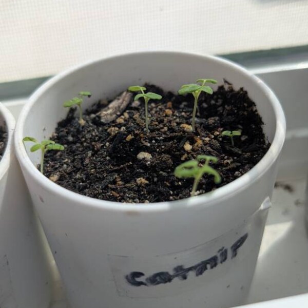 Grow Baggie - Ready to Go Fast Germination Seed Kit - Includes Organic ...