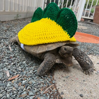 Crab Inspired Crochet Costume for Turtles/ Tortoises - Etsy