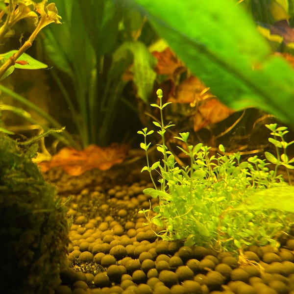 PEARL WEED (micranthemum Micranthemoides) POTTED - Live Foreground ...
