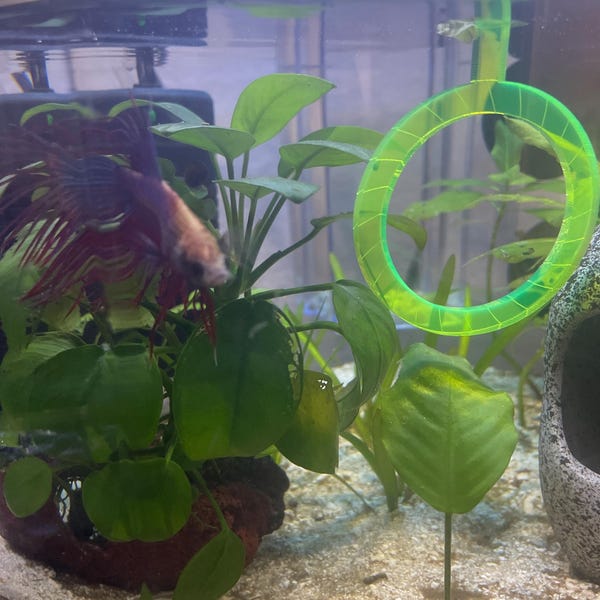 Finnex Stingray Original LED Light Riser, Attractive Stable Elevated ...