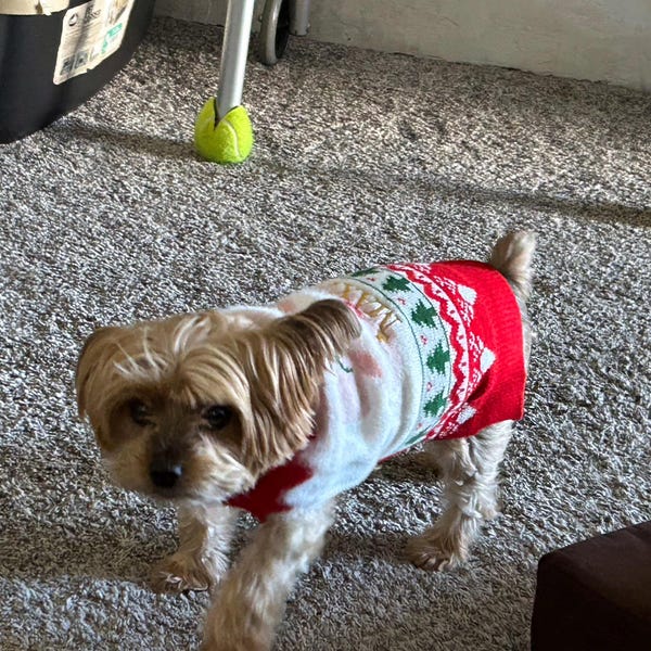 Personalized Dog Sweater With Name Embroidered Pet Sweater for Dog ...