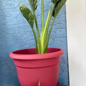 Variegated Tri Color Ginger Tropical Plan,t Red, Green, White, Garden ...