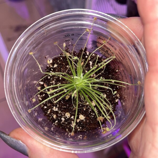 Chester Fern Starter Plant ALL STARTER PLANTS Require You to Purchase 2 ...