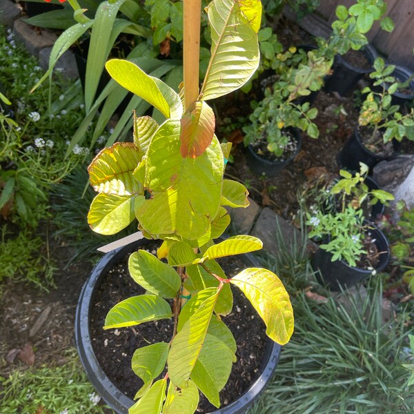 Free Shipping Airlayered Taiwan Ruby Seedless Guava - 2ft Tall Ship in ...