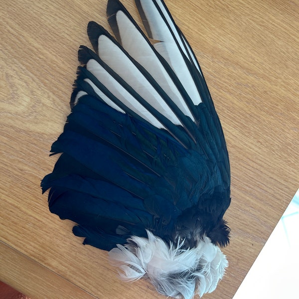 Real Magpie Crow Wings Taxidermy Gothic Curo Study Skeleton Bird Corvid ...