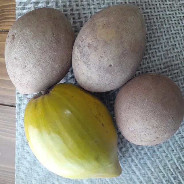 Miamijuiceandproduce - Etsy