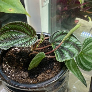 Peperomia Dragon Skin Starter Plant ALL STARTER PLANTS Require You to ...
