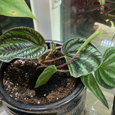 Peperomia Dragon Skin Starter Plant ALL STARTER PLANTS Require You to ...