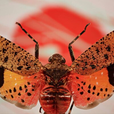 OVERSTOCK: Spread Penthicodes Pulchella, Lanternflies 2-pack - Etsy