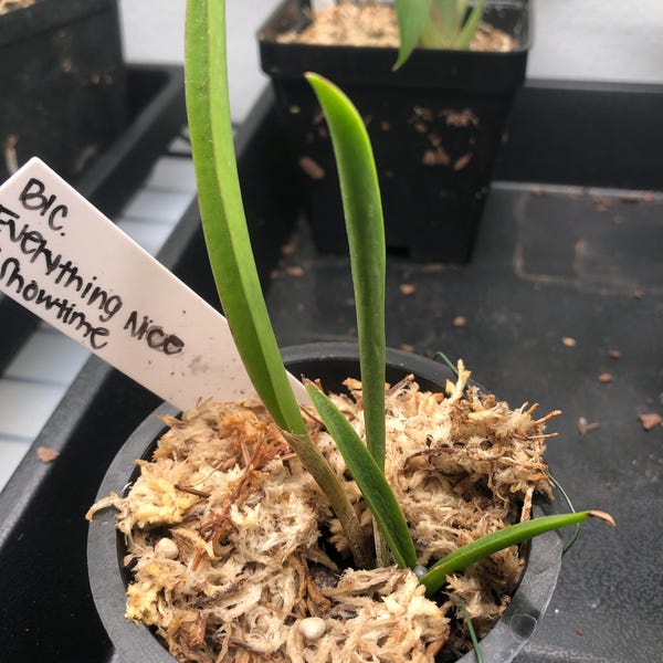 Double Rose Pikake (hawaiian Pronunciation of “peacock”) a Sweet ...