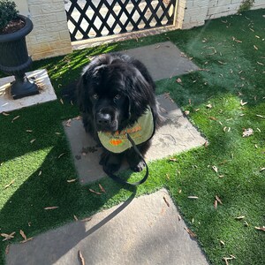 St Bernard Dog Bib ,large Drool Bib, Slobber Dog Bib , Large Breed Dog ...