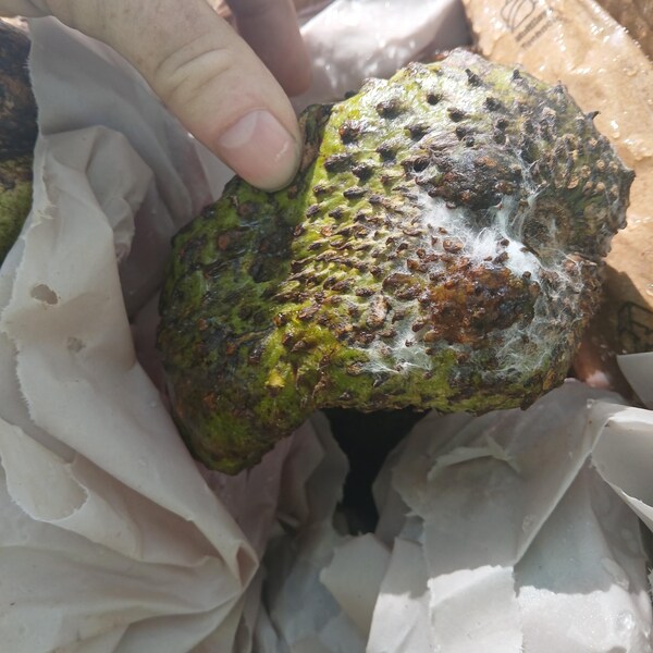 The Pinkglow® Pink Pineapple Gift Box - Etsy