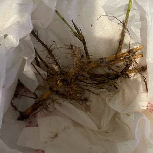 Red Margin Bamboo - Etsy