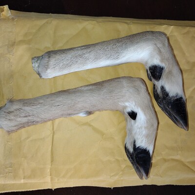 10 Med Real Animal Back Bone Rattle Snake Vertebra Skeleton - Etsy