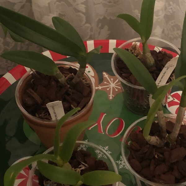 From 16 Varieties and Colors BOX Special of 4 Assorted Dendrobium ...