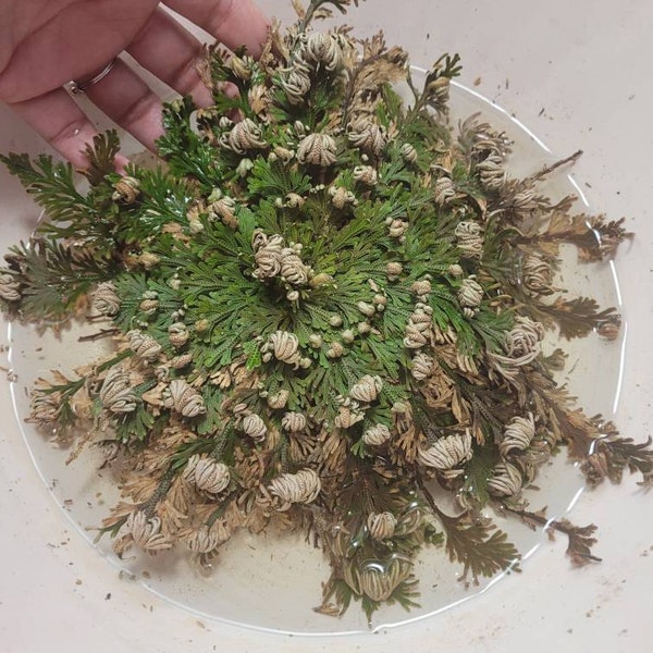 Resurrection Plant | Jericho Flower | Rose of Jericho | Resurrection ...