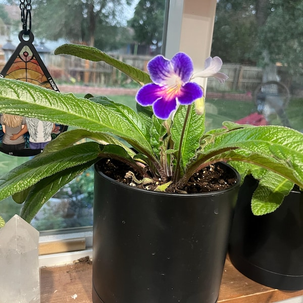 Streptocarpus ‘azure’ (also Called Cape Primrose) - Etsy